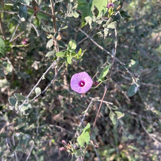 Madla Greenway Trail in South Side San Antonio TX - VIDA