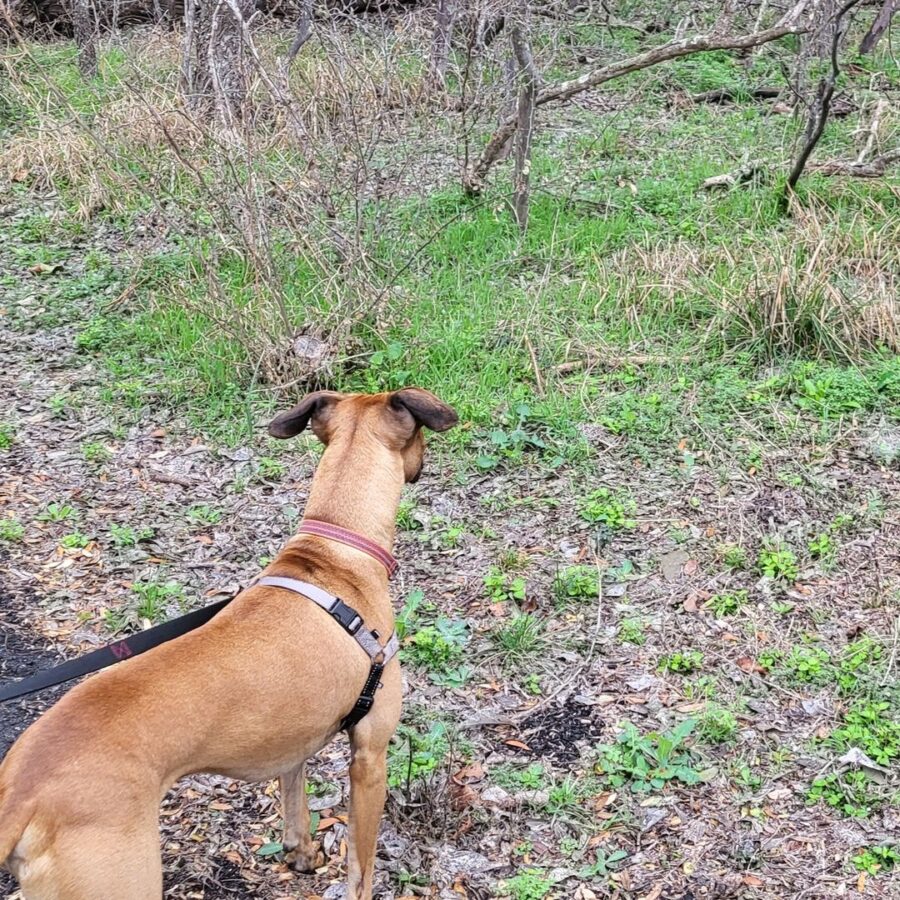 Madla Greenway Trail in South Side San Antonio TX - VIDA